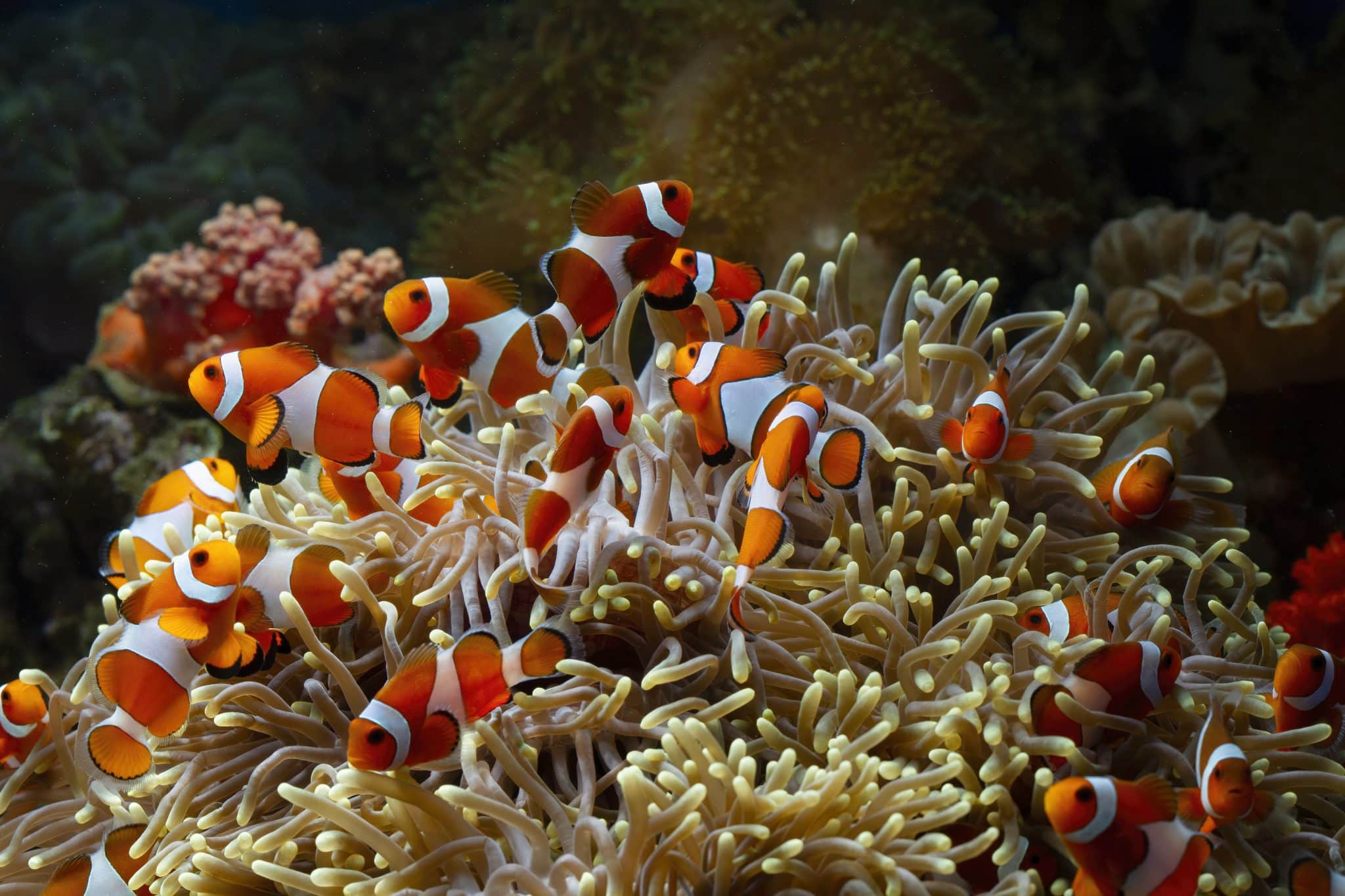Clownfish can control their growth to fit into an anemone