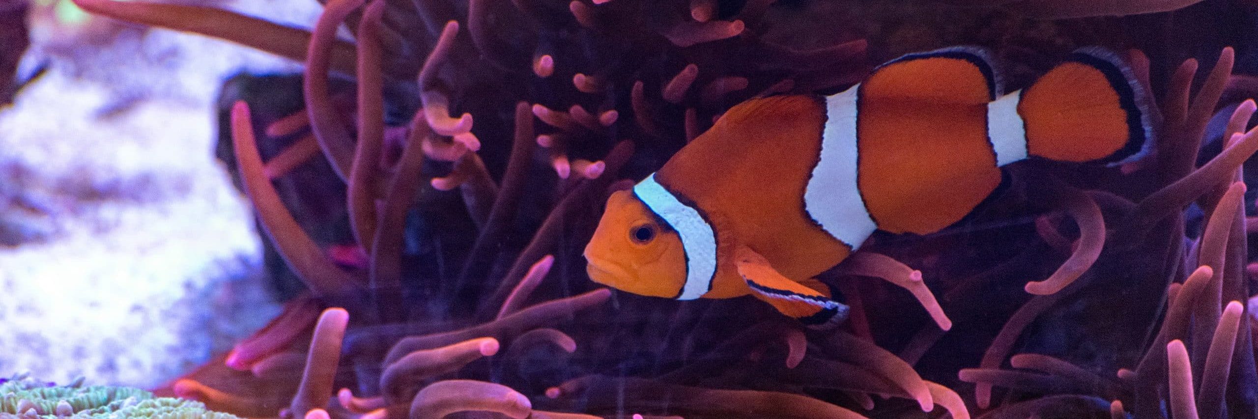 Clownfish can control their growth to fit into an anemone