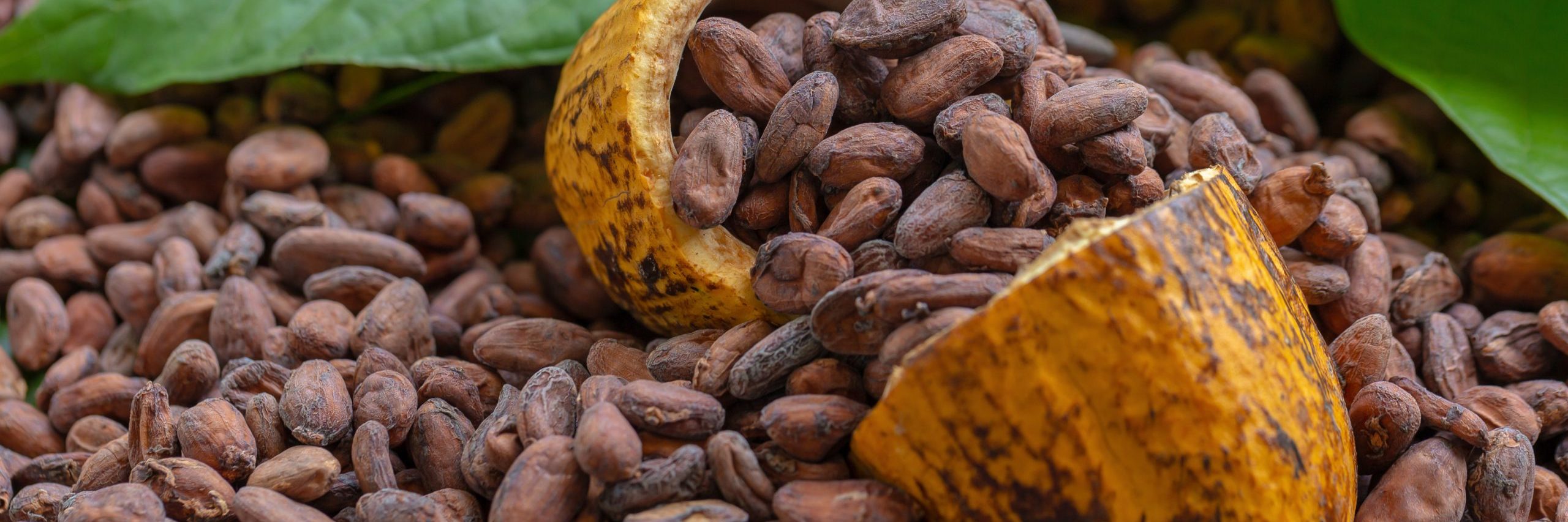Cacao was readily available to all Ancient Mayans, not just the rich ...