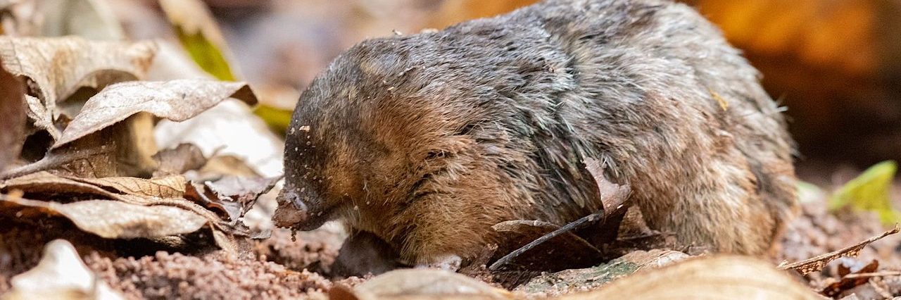 Rare South African golden mole rediscovered after 86 years - NewsCop