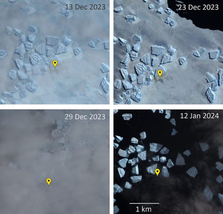 Emperor penguins struggling to survive, says new research - NewsCop