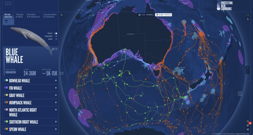 New interactive satellite map of whale migration routes reveals dangers ...