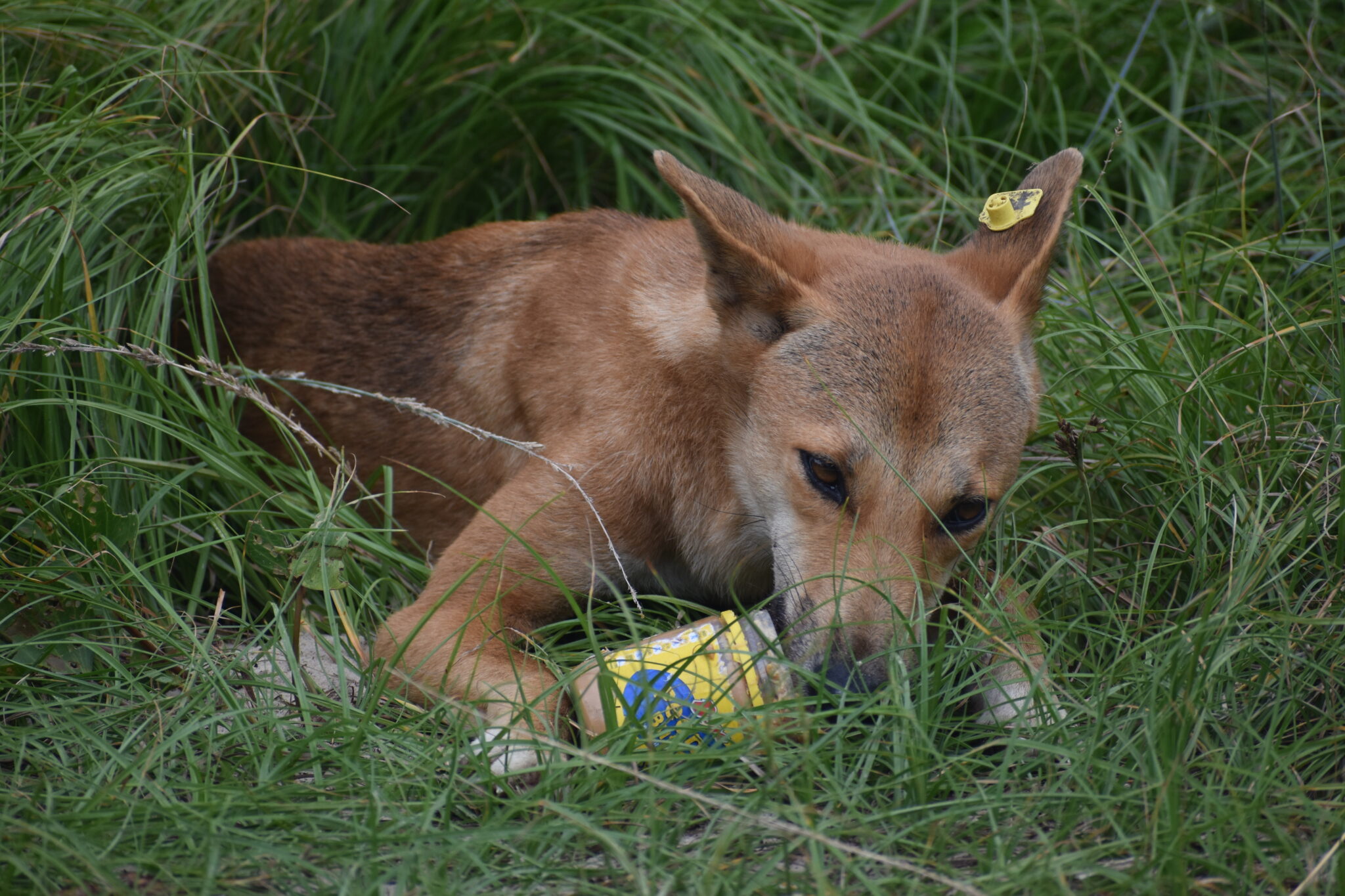 Rangers show what happens to unsecured food, bait and rubbish on K’gari ...